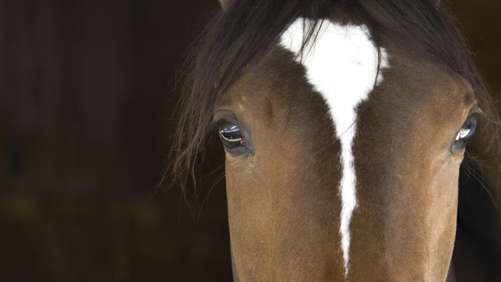 Conjunctivitis in Horses | PetMD