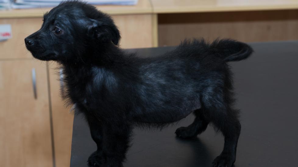 Demodectic Mange in Dogs | PetMD