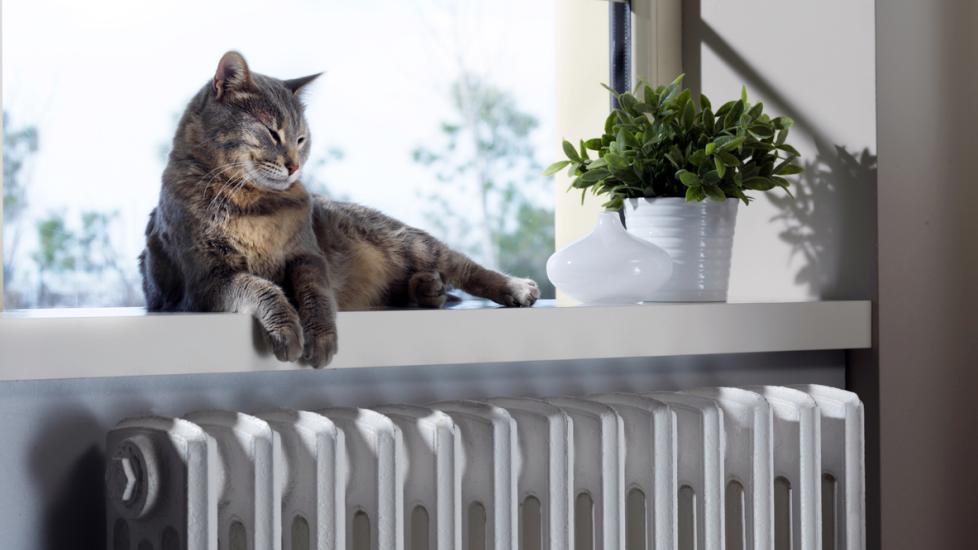 Guide to Flea and Tick Prevention for Cats | PetMD