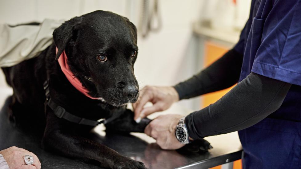 Diabetic Ketoacidosis in Dogs | PetMD