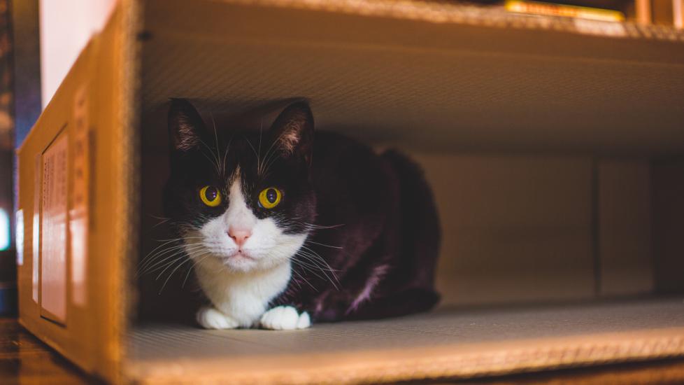 How to Tell When a Cat Is Sick | PetMD