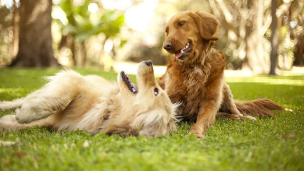 Is My Dog Happy? 13 Signs of a Happy Dog | PetMD