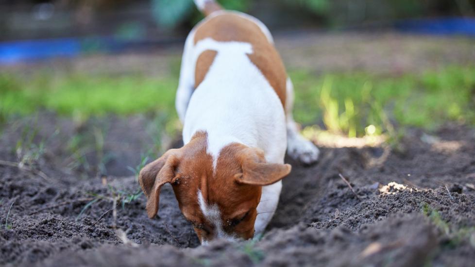 Whipworms in Dogs | PetMD