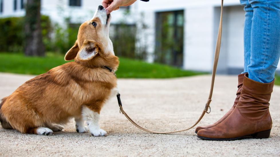 When to Start Flea and Tick Prevention for Puppies | PetMD