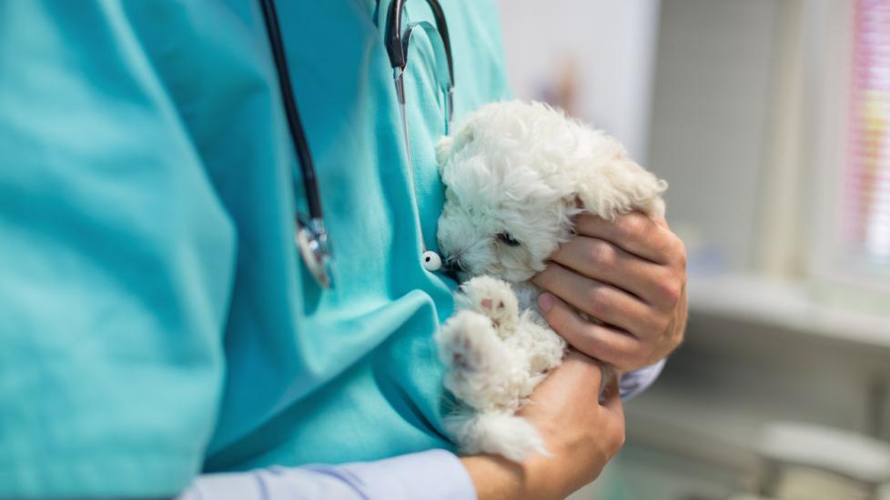 Vaginitis in Dogs | PetMD