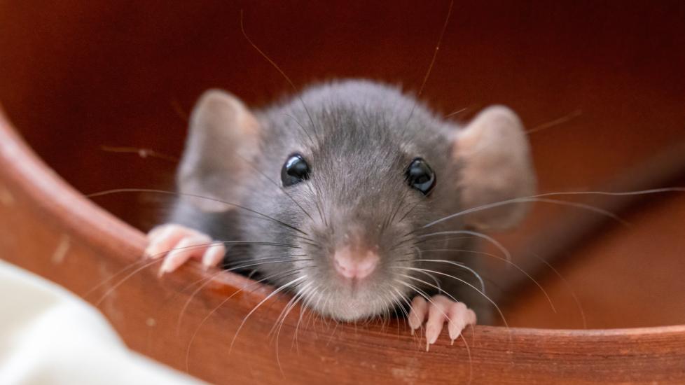 How Long Do Rats Live? | PetMD