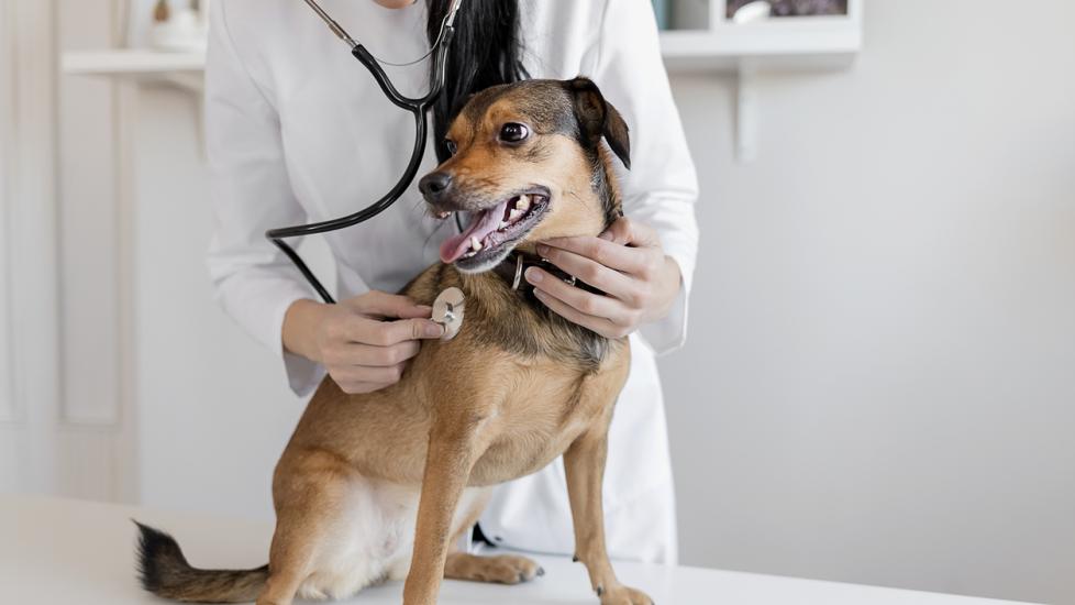 Heart Valve Malformation in Dogs | PetMD