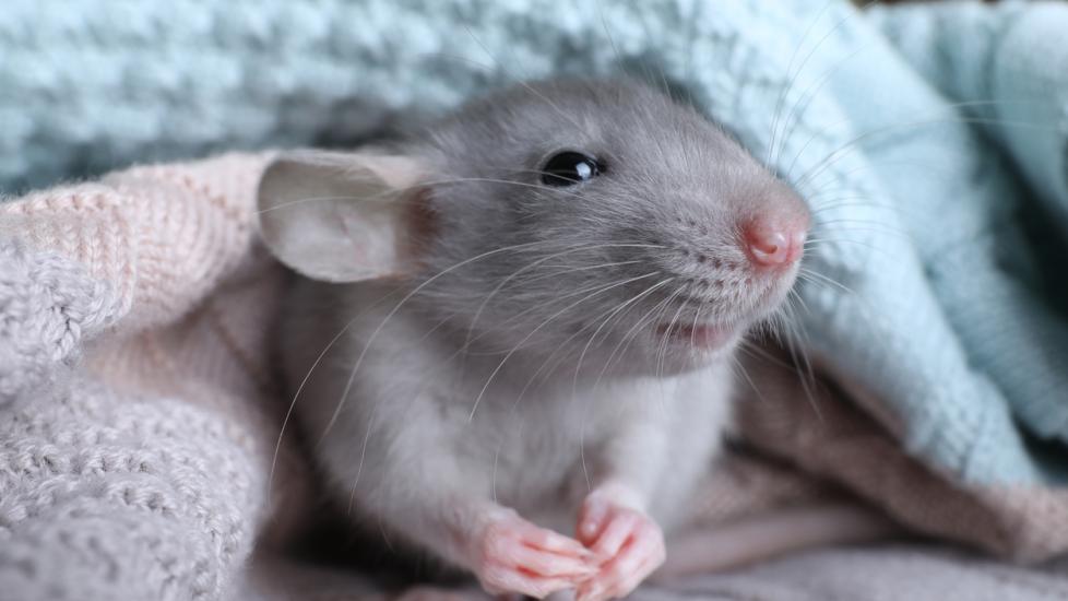 How To Care for Your Pet Rat | PetMD