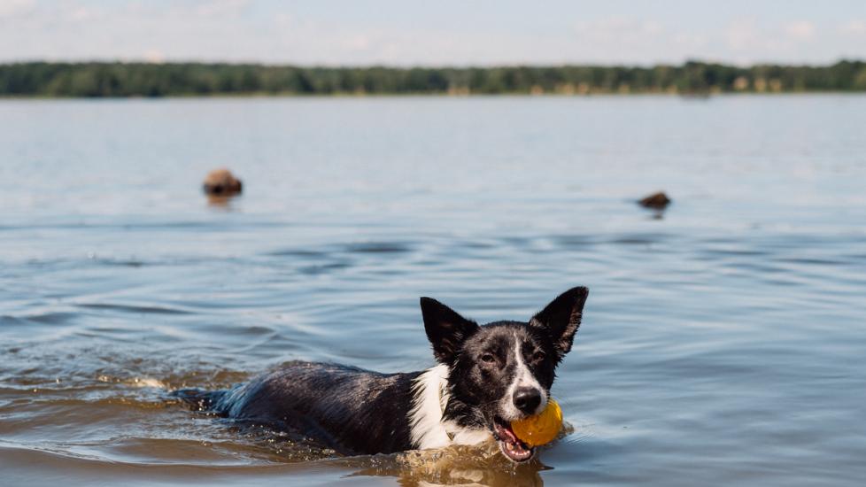 Drowning and Near-Drowning in Dogs | PetMD