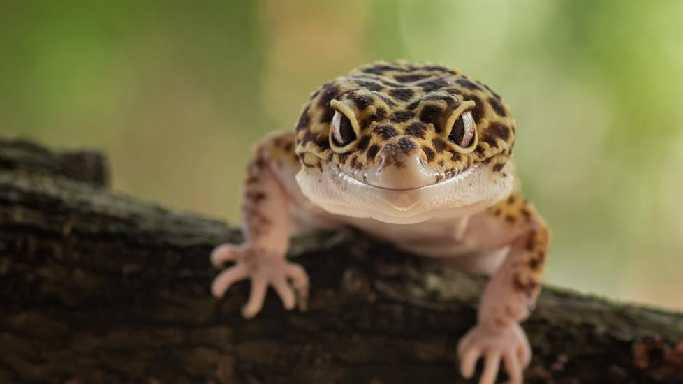 Leopard Geckos: All You Need to Know | PetMD