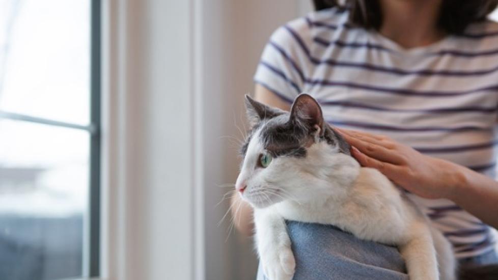 What Can You Give a Cat for Pain? | PetMD