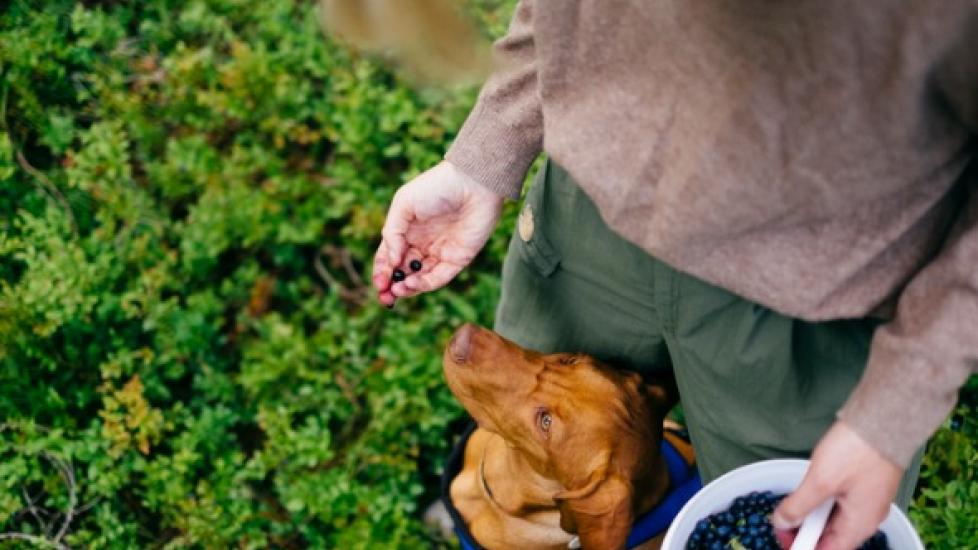 Can Dogs Eat Blueberries? | PetMD