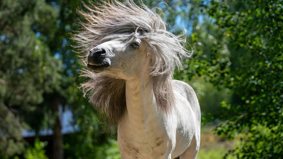 Why Do Horses Have Manes? | PetMD