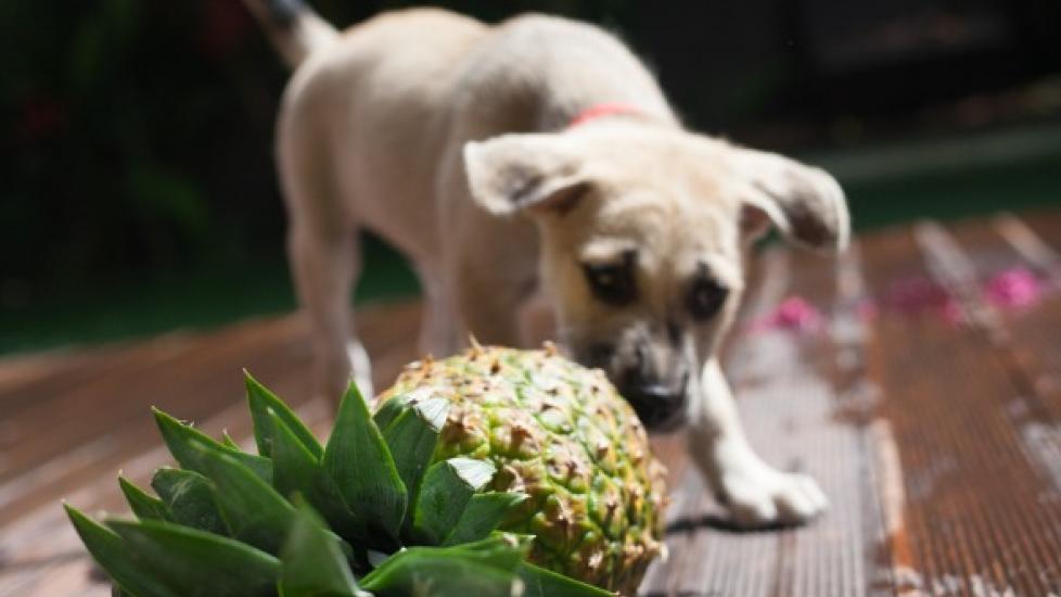 Can Dogs Eat Pineapple? | PetMD