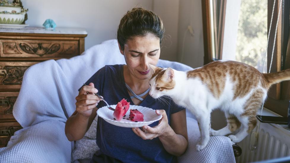 Can Cats Eat Watermelon? | PetMD