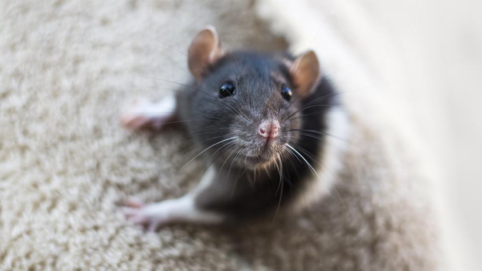What is Rat Boggling? | PetMD
