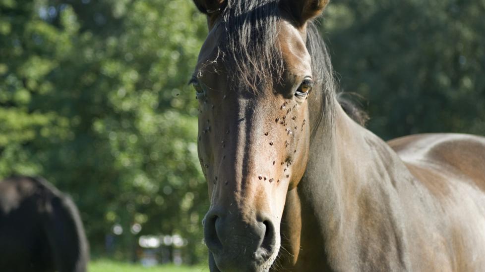Fly Bites on Horses | PetMD
