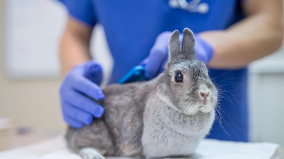 Information About Rabbit Fever Virus Is It RHDV2 | Rabbit Hemorrhagic