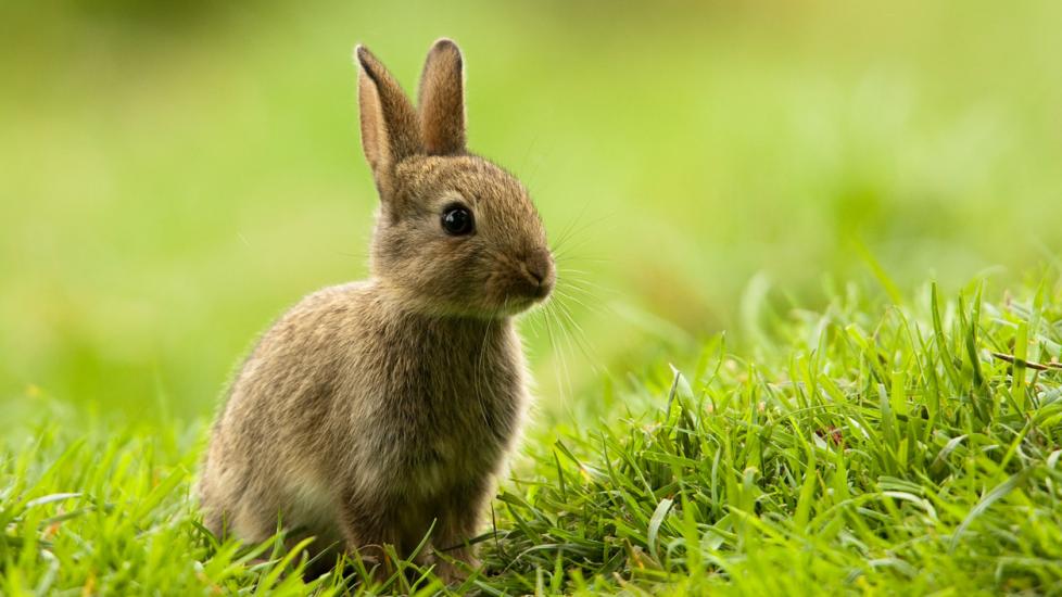 Rabbit Hemorrhagic Disease Virus | PetMD