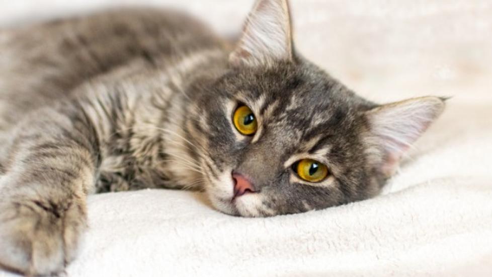 Cat Pain: Signs and What to Do | PetMD
