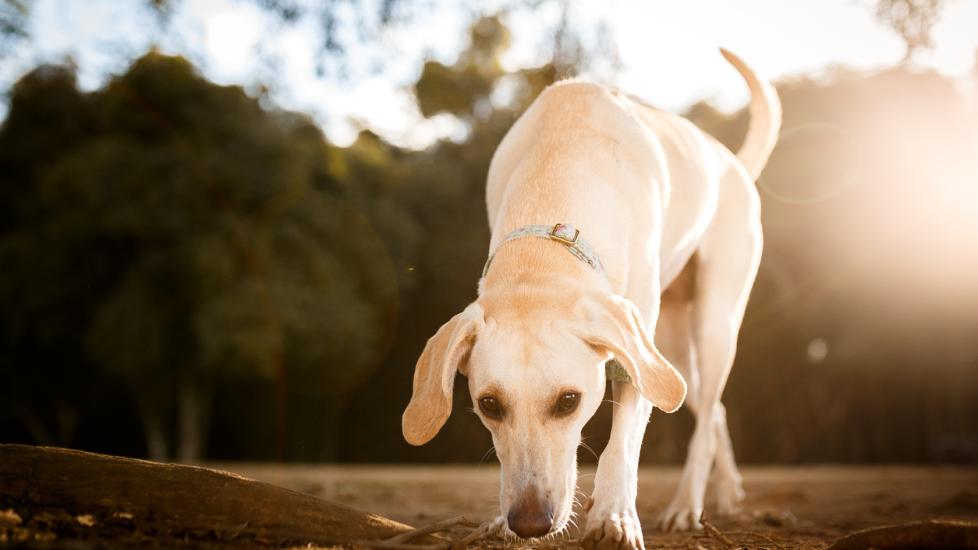 Tobacco (Nicotine) Poisoning in Dogs | PetMD