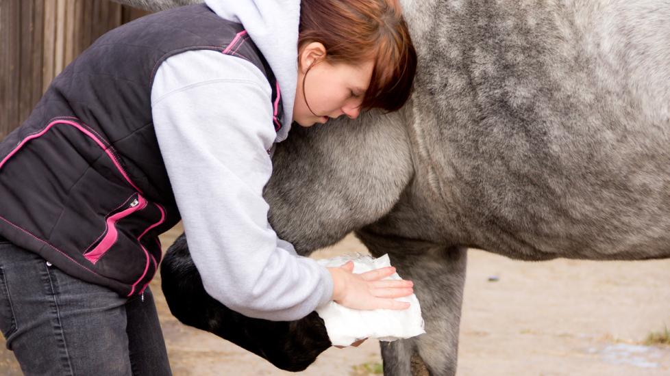 How to Apply Poultice to a Horse | PetMD