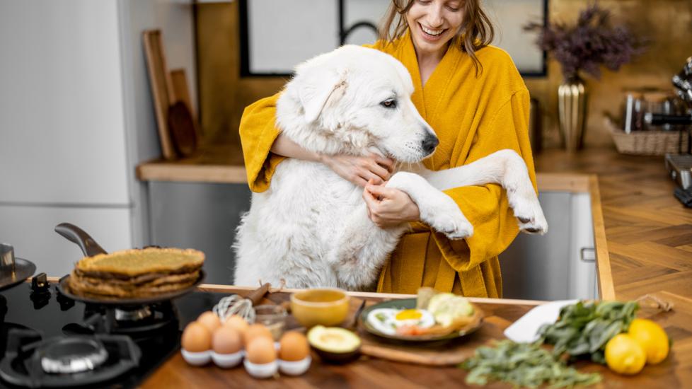 Benzodiazepine Medication Toxicity in Dogs| PetMD | PetMD