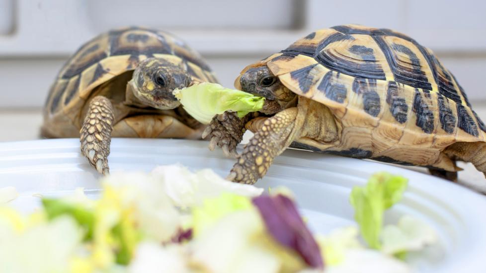 What Do Turtles Eat? | PetMD