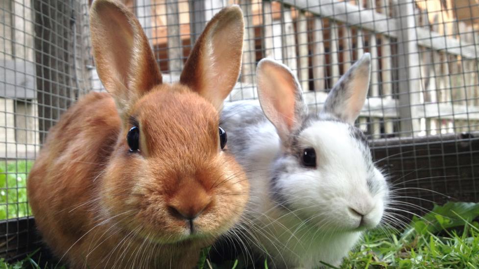 Rabbit Cage Guide | PetMD
