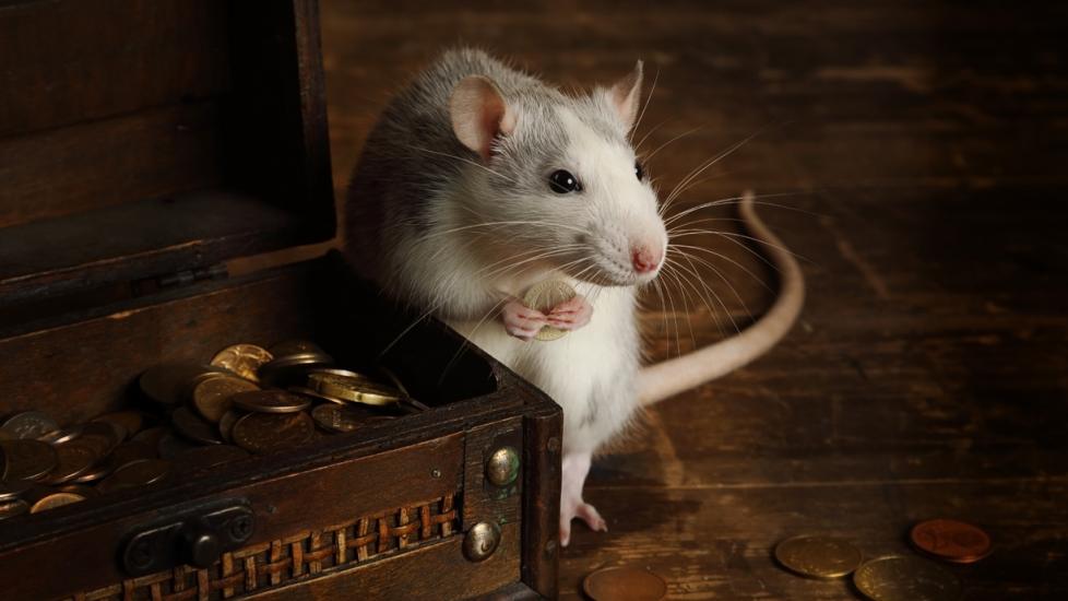 Urinary Stones in Rats | PetMD