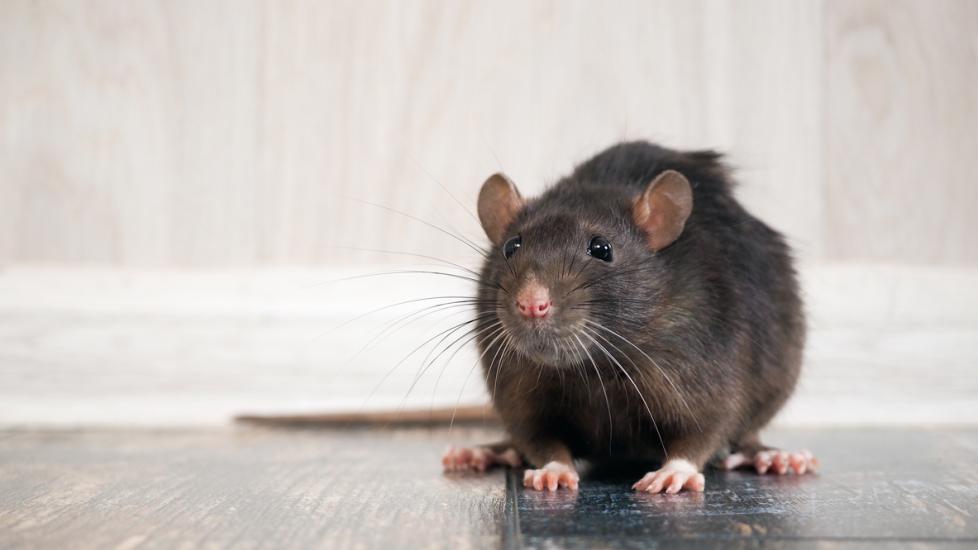 Loss of Hair in Rats | PetMD