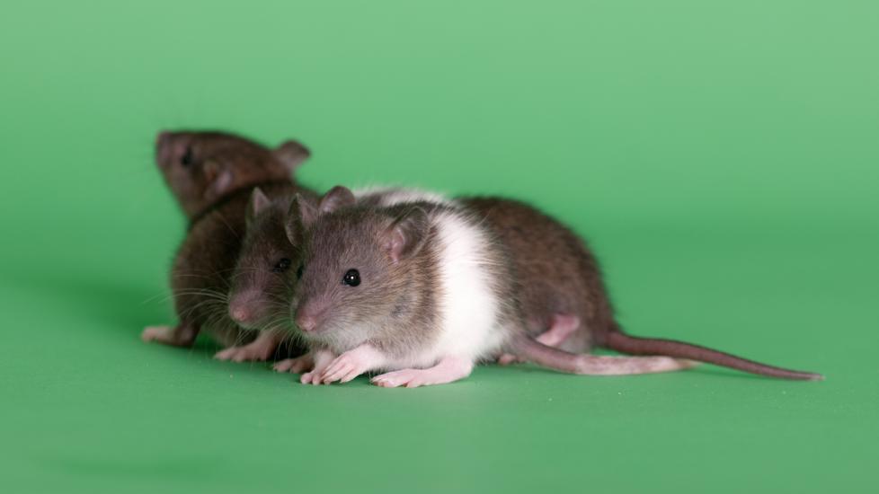 Protozoal Microorganisms of the Gastrointestinal Tract in Rats | PetMD