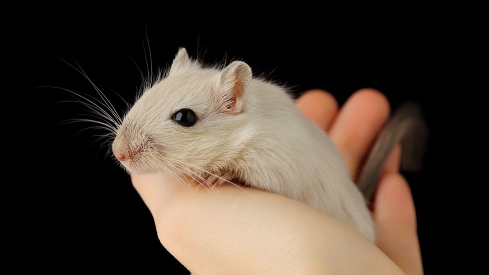 Tapeworms in Gerbils | PetMD