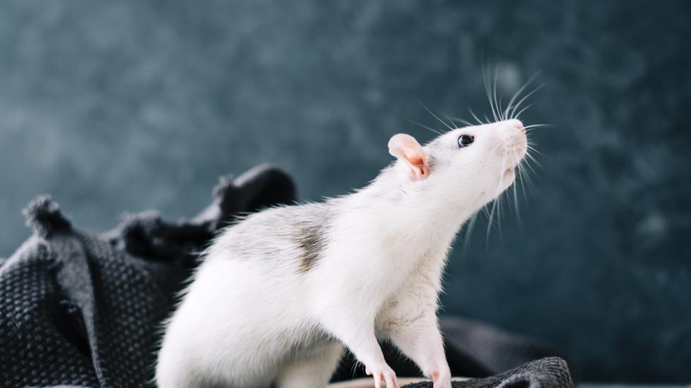 Ringworm in Rats | PetMD
