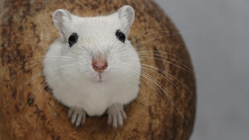 Nervous System Disorders in Gerbils | PetMD