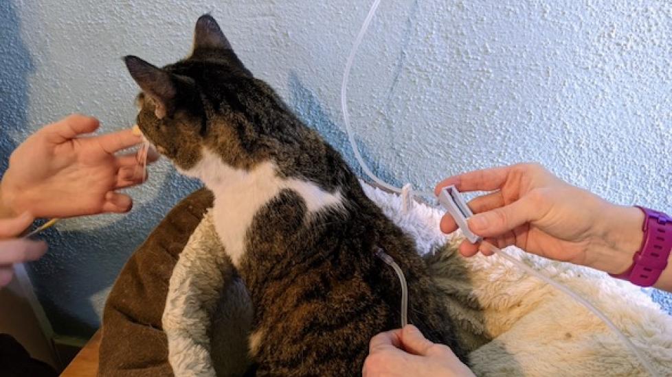 Subcutaneous Fluids for Pets 101 | PetMD