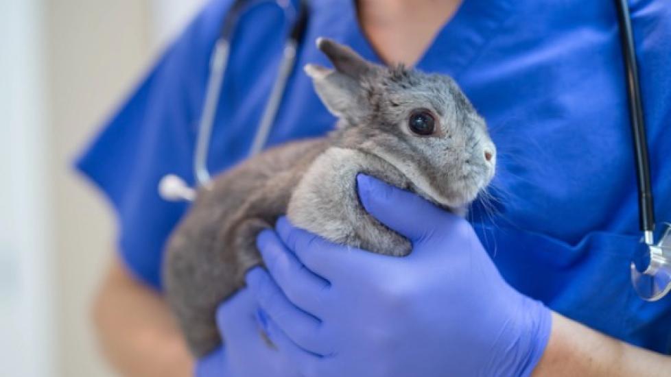 Infestation of Pinworms in the Intestine in Rabbits | PetMD
