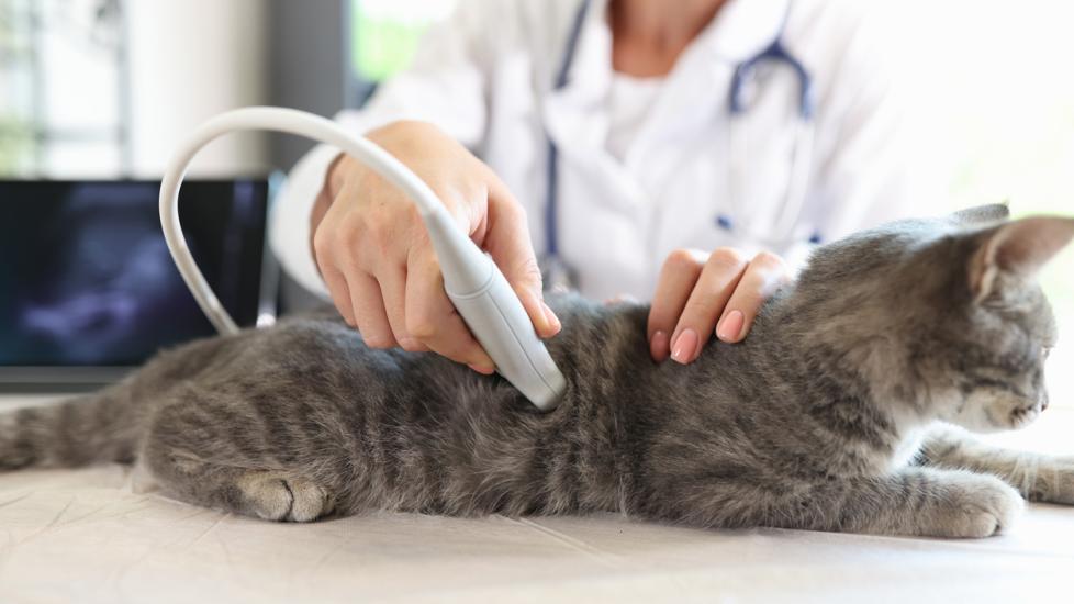 What Causes A Lump On The Rib Cage Of A Cats Leg - Infoupdate.org