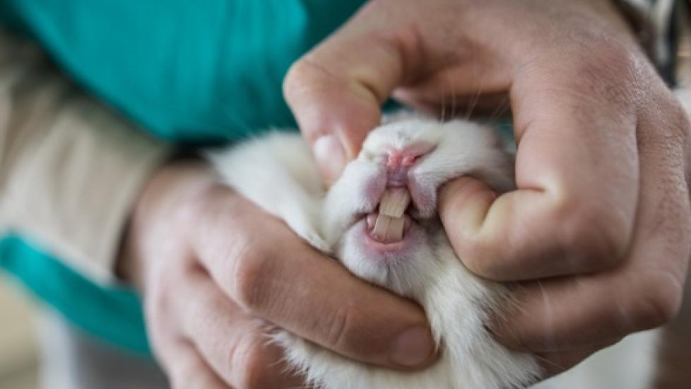 Cheek Teeth Problems in Rabbits | PetMD