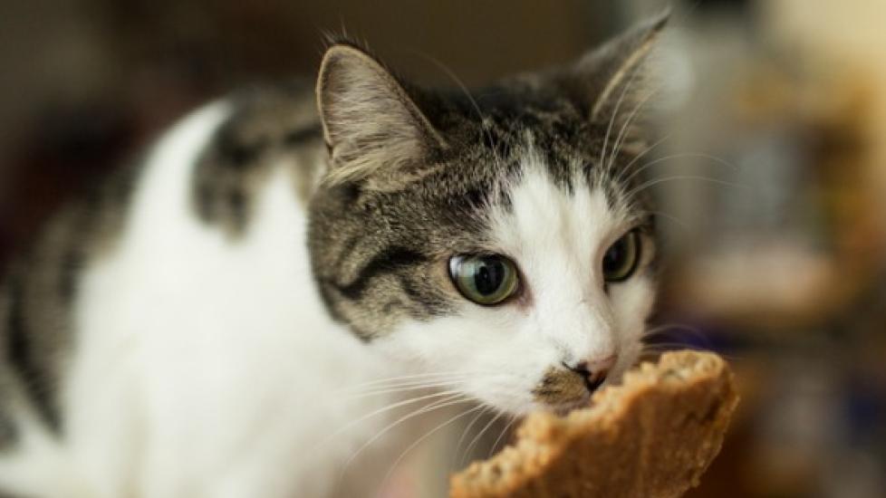 Can Cats Taste Sweet Things? | PetMD