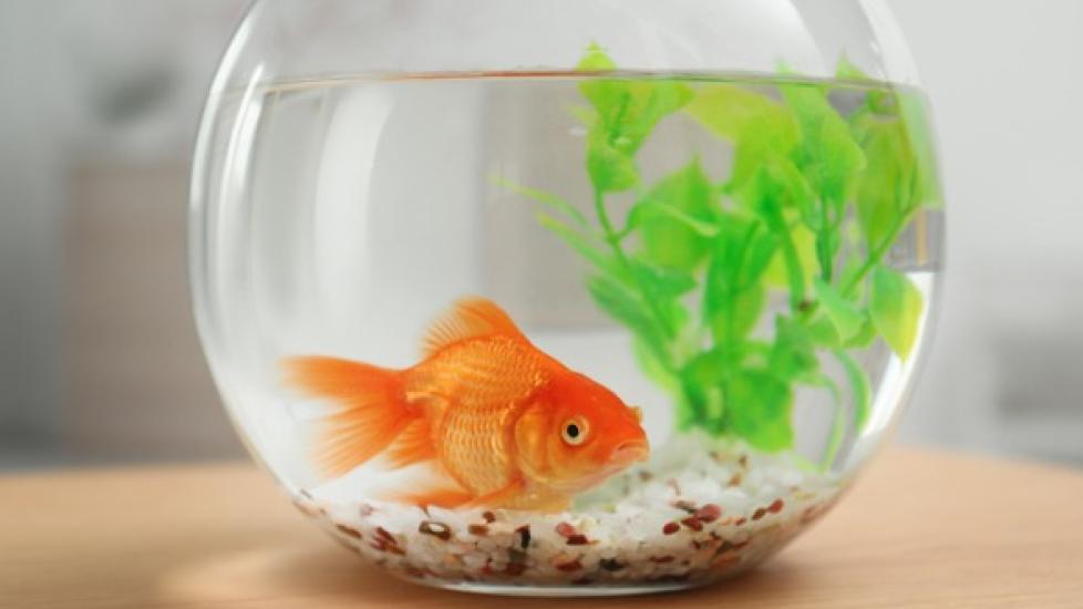 Viral Infection (Lymphocystis) in Fish | PetMD
