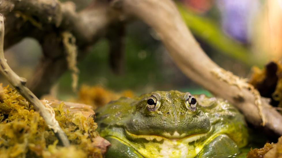 Frog Care 101 | PetMD