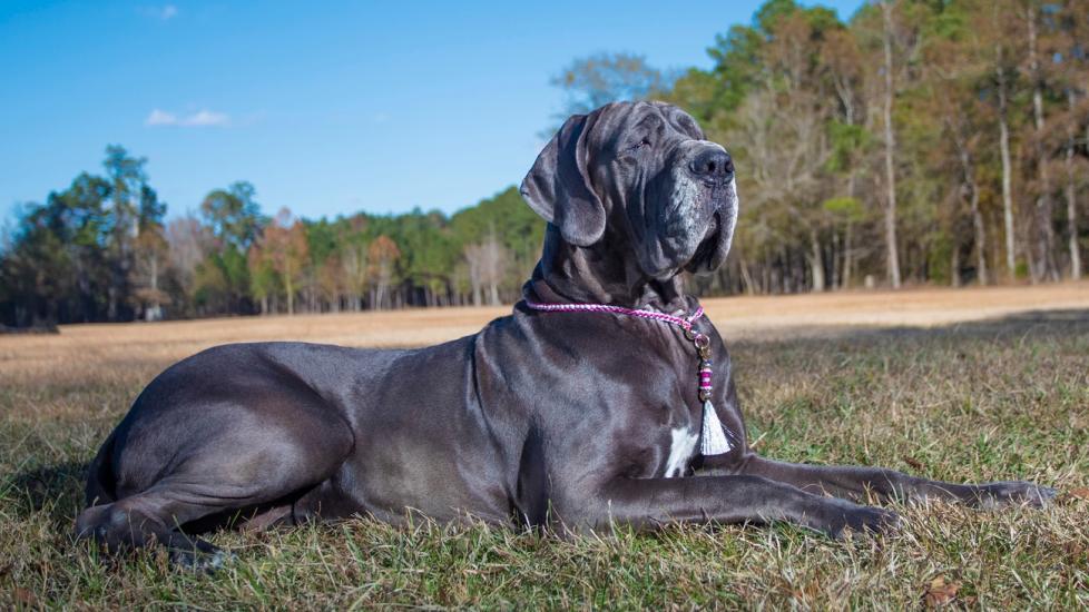Great Dane Dog Breed Health and Care | PetMD