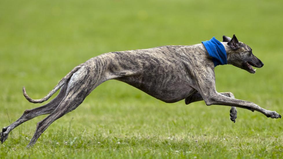 Greyhound Dog Breed Health and Care | PetMD