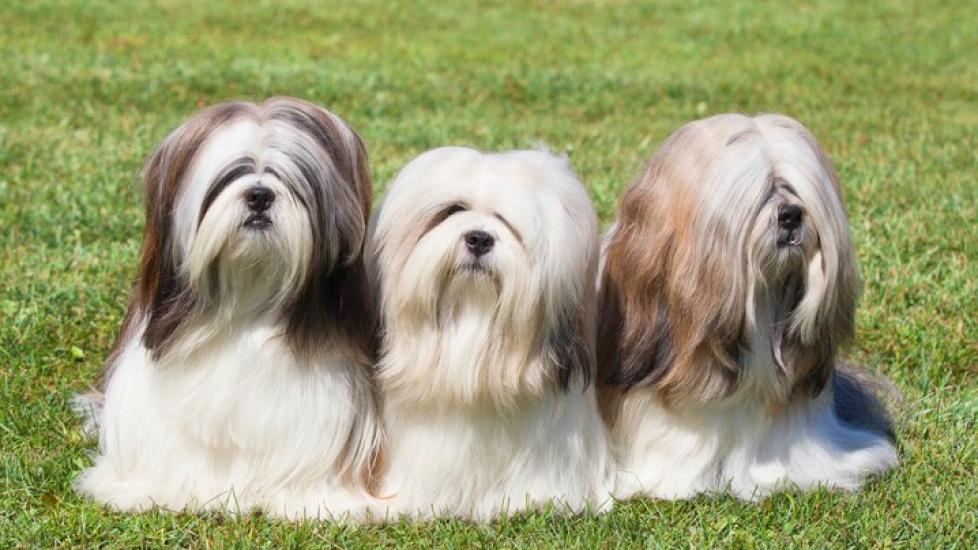 Lhasa Apso Dog Breed Health and Care | PetMD