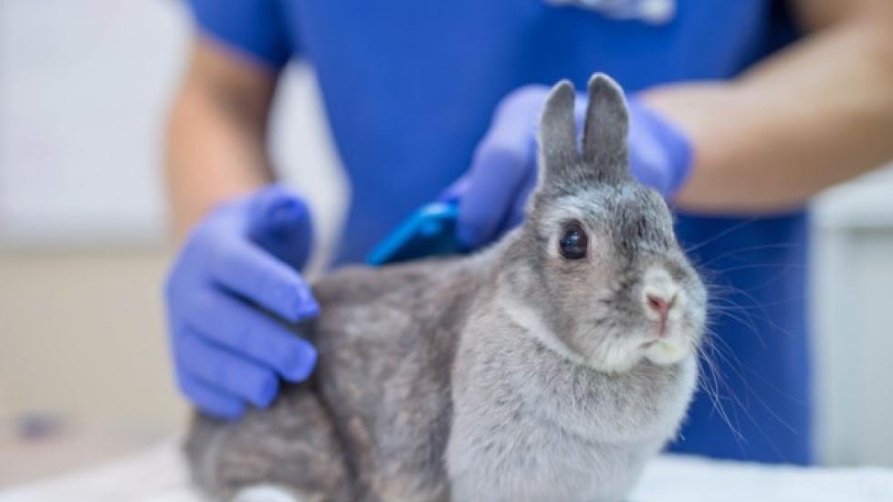 Vaginal Discharge in Rabbits | PetMD