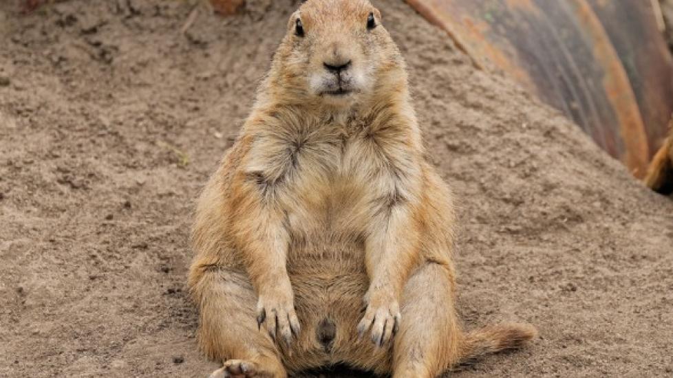 Broken Bones and Fractures in Prairie Dogs | PetMD