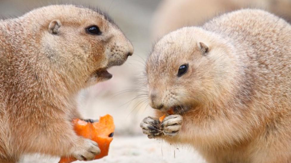 Diarrhea in Prairie Dogs | PetMD