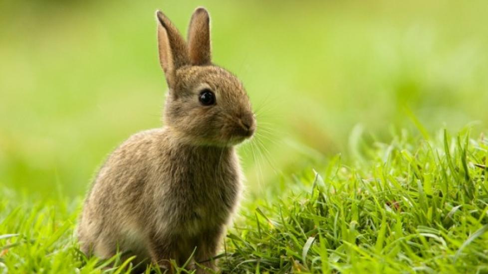 Chronic Weight Loss and Tissue Wasting in Rabbits | PetMD