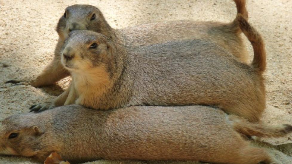 Cancers and Tumors in Prairie Dogs | PetMD